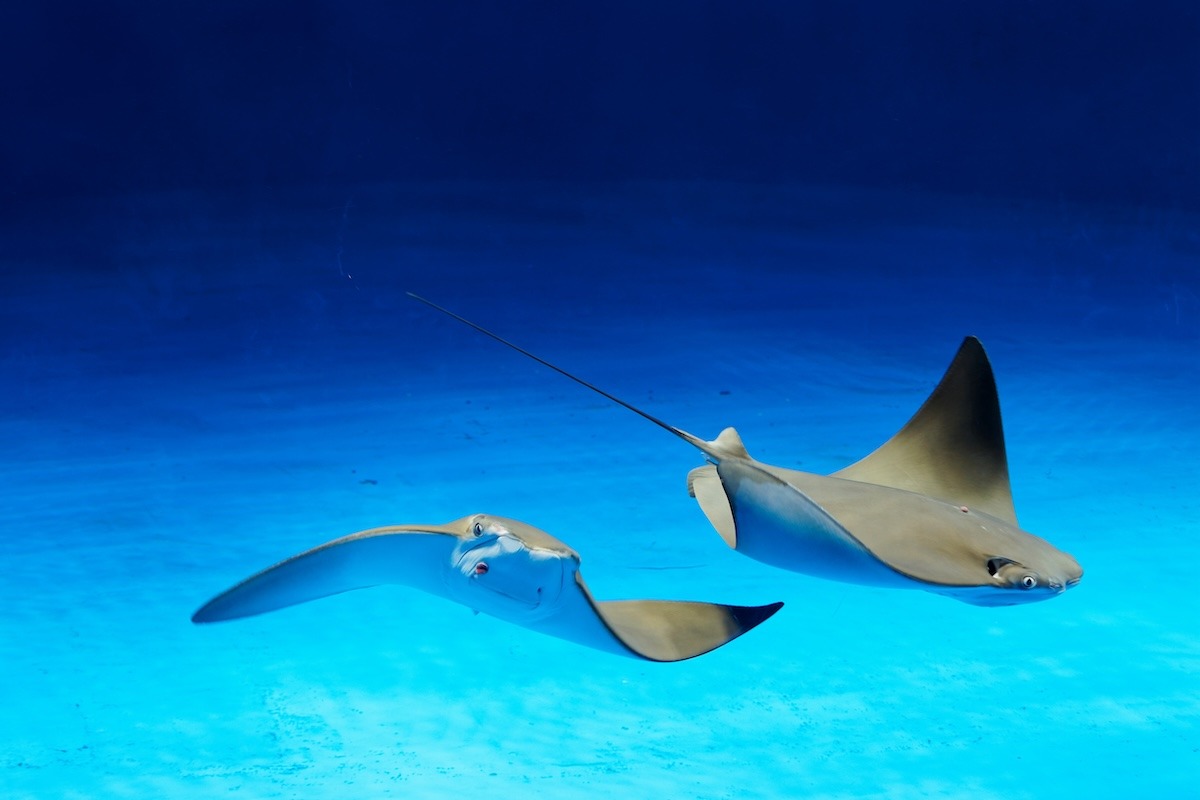 Dive into Wonder: Ultimate Travel Guide to Xpark Aquarium, Taoyuan's ... Dive into Wonder: Ultimate Travel Guide to Xpark Aquarium, Taoyuan's ...