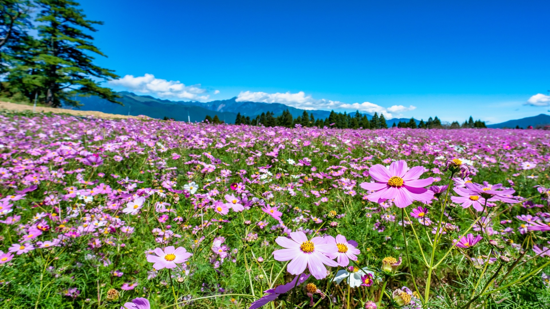 Fushoushan Farm in Taichung: Your Complete Booking Guide for a Relaxing ...