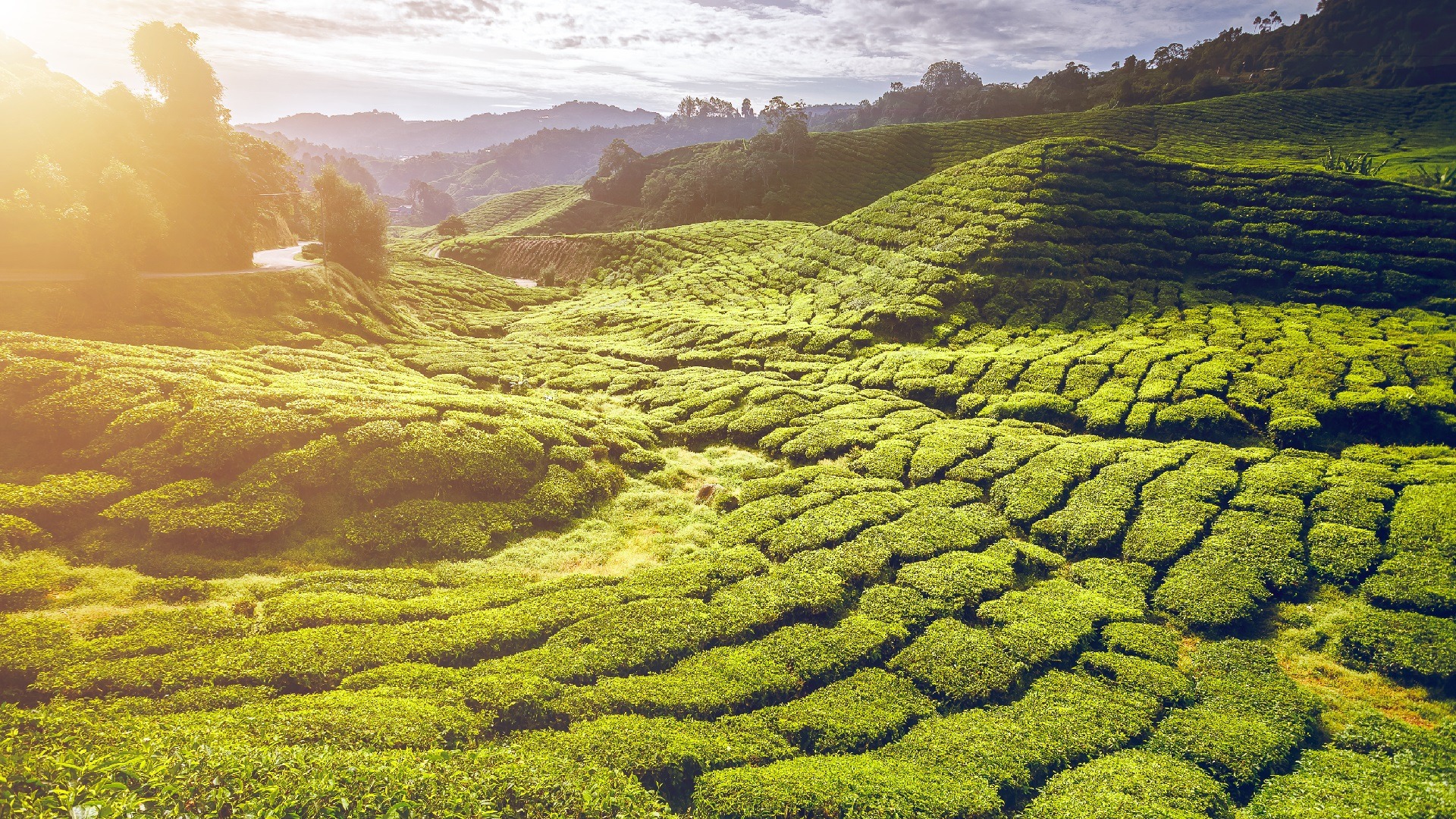 Discover the Best Hotels in Cameron Highlands: Your Ultimate Guide ...